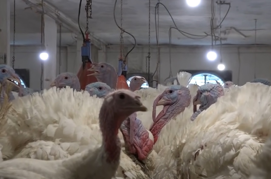 Focar de gripă aviară la cel mai mare producător de carne de curcan din ...