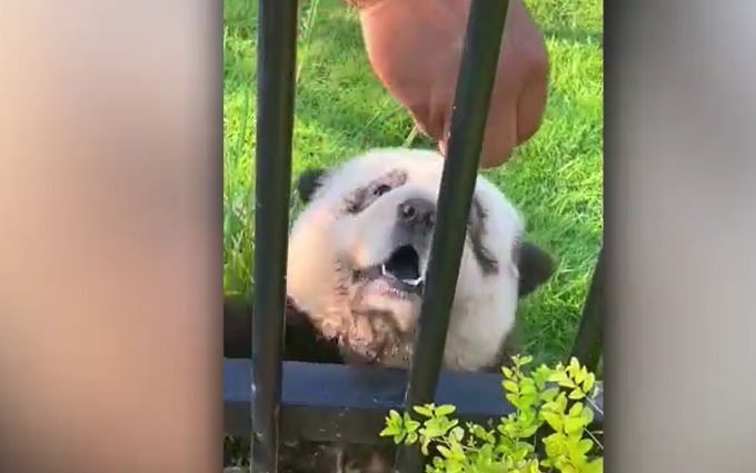 O grădină zoologică din China a vopsit câini și i-a prezentat drept ...